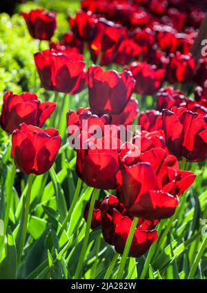 tulips flowers with the sunshine in the garden Stock Photo - Alamy