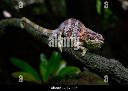 Elephant-eared chameleon male of the species (Calumma amber) in the ...