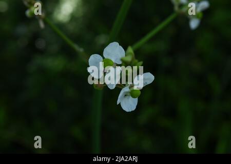 Sagittaria Lancifolia: Duck Potatoes, Wapato native Florida wetlands ...