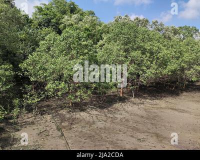 Mangrove Forest in the inter-tidal zone before high tide at Sungei ...