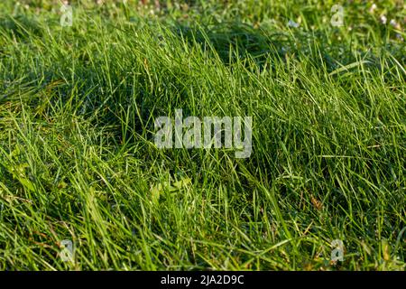 part of the field where green grass grows, green grass growing in the ...