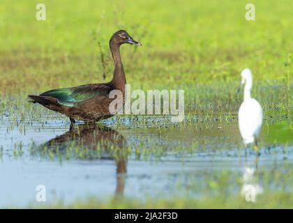 Muscovy Duck, Cairina moschata, in the green vegetation water, is a ...