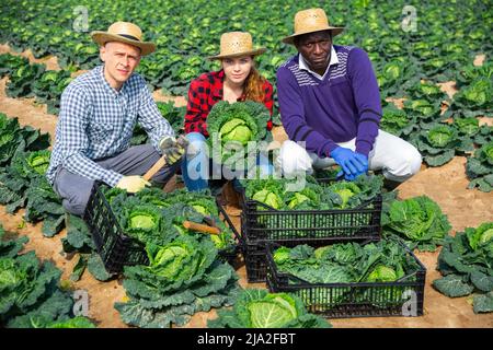 Three farmers are happy with harvested cabbage crop Stock Photo - Alamy