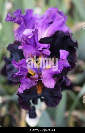 Iris 'I'm back' Stock Photo - Alamy