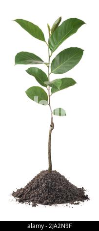 Jack Fruit leaves isolated on white background Stock Photo - Alamy