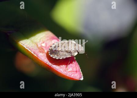 Elasmucha sp. is a species of shield bugs or stink bugs belonging to the family Acanthosomatidae ...