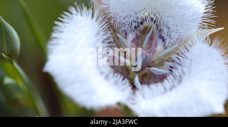 Calochortus tolmiei, Tolmie's star-tulip, flowering in the grassland of ...