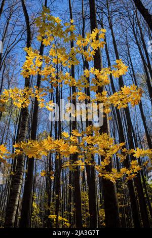 Trees in Bitsevski Park (Bitsa Park) in autumn. Moscow, Russia Stock ...