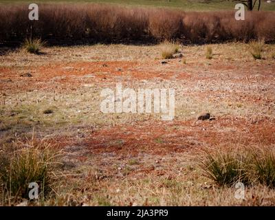 Dried up marsh land and nature reserve following a very dry summer in ...