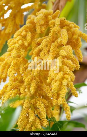 Chusan Palm Flowers, Trachycarpus Fortunei Stock Photo - Alamy