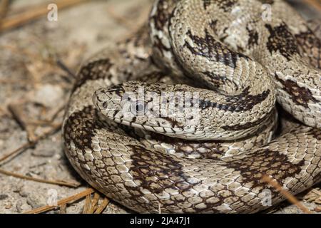Gray Ratsnake - Pantherophis spiloides Stock Photo - Alamy