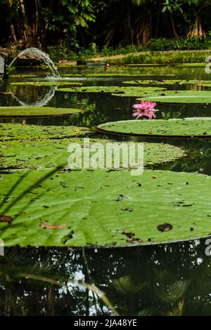 Amazon tropical forest at the Museu da Amazonia (MUSA). Manaus ...