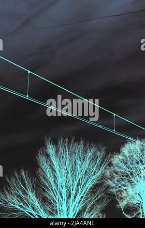 Overhead power lines hanging over a tree in black and white film ...