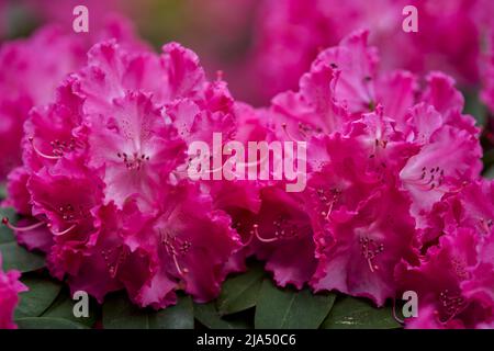 Lush,colorful pink Rhododendron Germania blossom flowers close up Stock ...