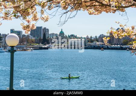 Songhees Point Park Walkway. Full bloom cherry blossom during ...
