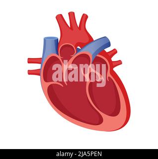 Human Heart Cross Section - Stock Illustration as EPS 10 File Stock ...