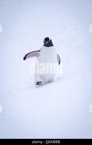 Gentoo penguin waddles through snow lifting flipper Stock Photo - Alamy