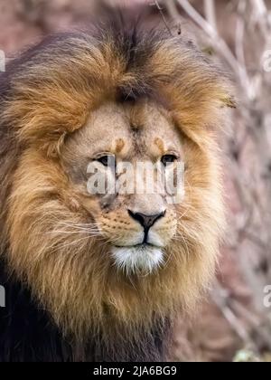 Beautiful Lion face, profile portrait. blur background Stock Photo - Alamy