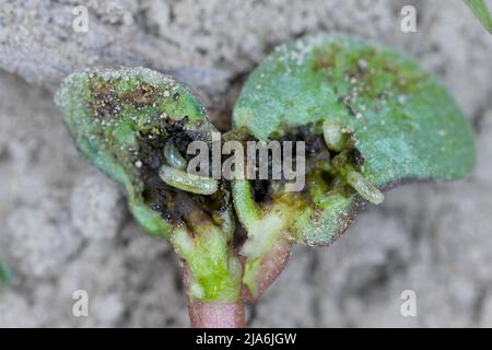 Germinating lupine damaged by Delia florilega - bean seed maggot or ...
