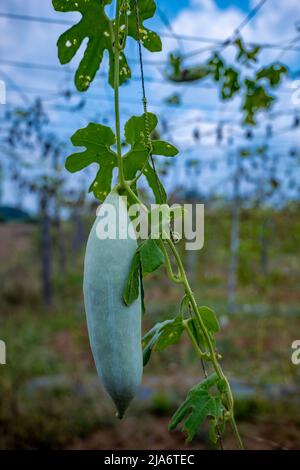 Healthy Snake Gourd on tree in farm for harvest are cash crops Stock ...
