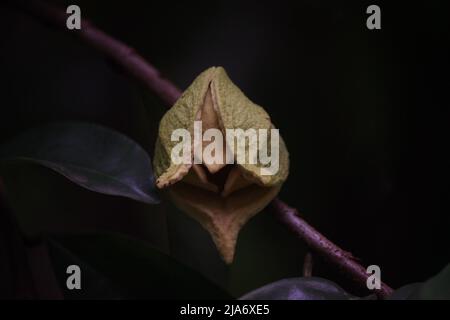 Sri lankan beautiful flower and gurden image for wallpaper and other ...