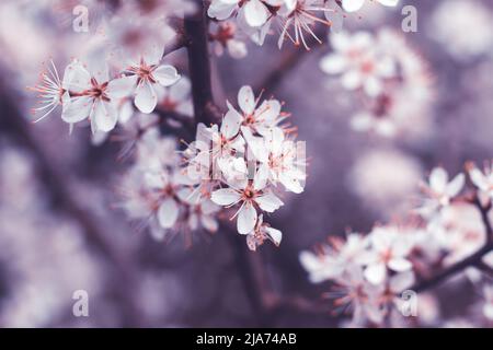 Defocused floral background with cherry blossoms against blue sky Stock ...