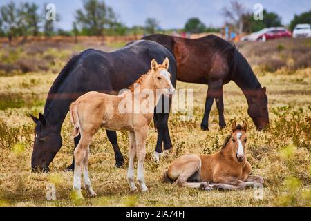 A Young Family Resting In The Shade At The Botataung (Botahtaung) Paya ...