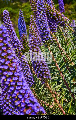 Field of purple flowers on a spring day Stock Photo - Alamy