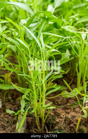 Ripe cabbage and spinach growing in garden Stock Photo - Alamy