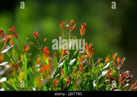 ornamental pomegranate tree in the garden Stock Photo - Alamy