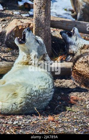 A pair of Timber Wolves in Winter Stock Photo - Alamy