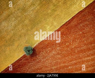Aerial view of a lonely tree among cereal fields in Castilla La Mancha ...