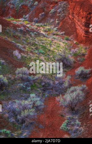 Colorful flora and geology on Castle Valley outside Moab, Utah Stock ...