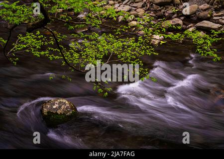 Springtime in the Tremont Section of Great Smoky Mountains National ...