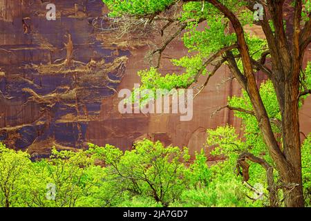 Verdant spring cottonwoods along Kane Creek Boulevard in Moab, Utah ...