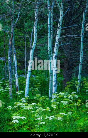 Aspens and cow parsley in spring in Glacier National Park in Montana ...