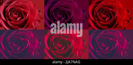 Collage of red roses. Large dark red rose on a red background. Closeup ...