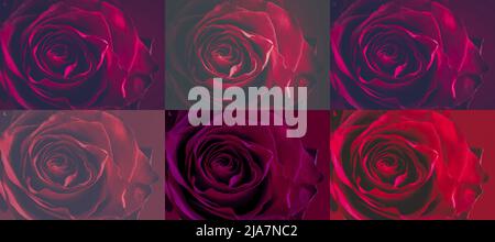 Collage of red roses. Large dark red rose on a red background. Closeup ...