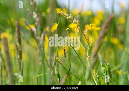 Meadow Crane - Large gnat on a buttercup in a green meadow Stock Photo ...