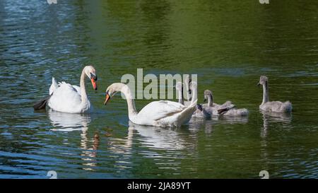 Swan with cygnets on pond panorama Stock Photo - Alamy