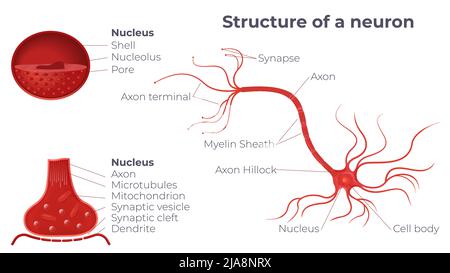 Neuroscience neuron anatomy composition with view of neural structure ...