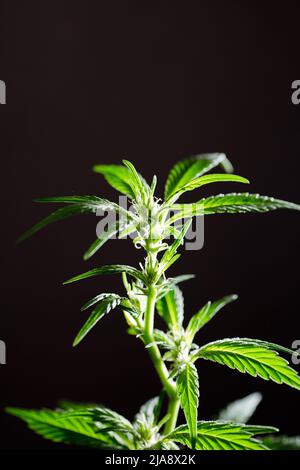 beautiful young marijuana plant, beginning of flowering, future buds ...