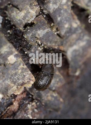 Fungus weevil, Choragus sheppardi on rowan wood Stock Photo - Alamy