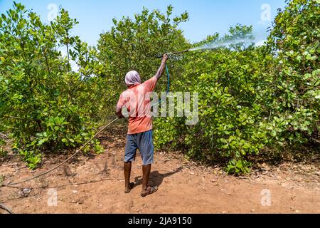 Cashew nut tree spraying pesticides Agriculture Land Stock Photo - Alamy