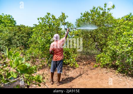 Cashew nut tree spraying pesticides Agriculture Land Stock Photo - Alamy