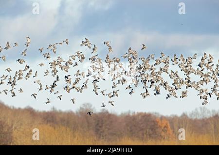 pigeon formation flight Stock Photo - Alamy