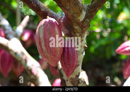 Fruits of cocoa tree, Cuba Stock Photo - Alamy
