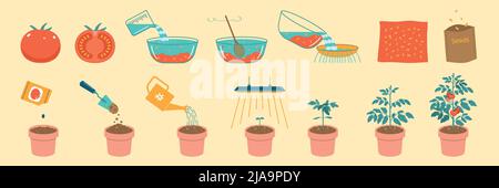 Growing plant stages. Seeds sprout and flower. Grown plant. Flat ...