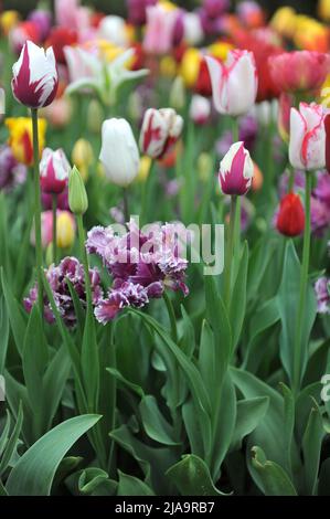 Border of fresh tulips on green background. Copy space. Spring flowers ...
