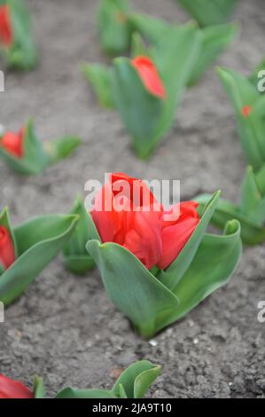 Red multi-flowered Triumph tulips (Tulipa) Nijntje bloom in a garden in ...